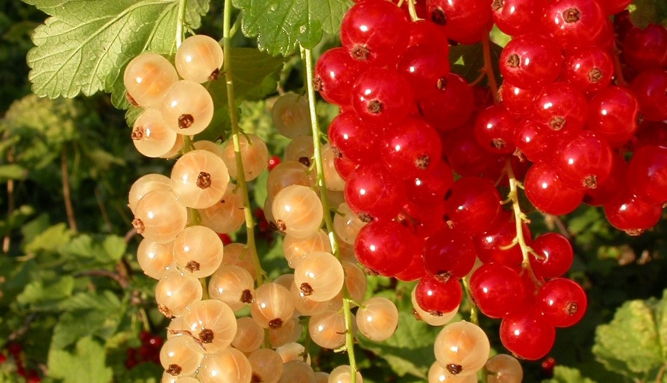 Rote und Weiße Ribiseln - schützende Fruchtsäuren