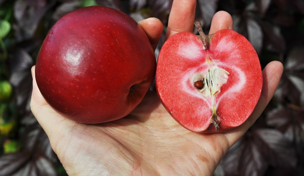 Rotfleischige Äpfel
